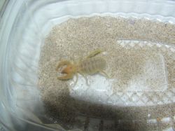 ZOOPET SENDY - Import - Export